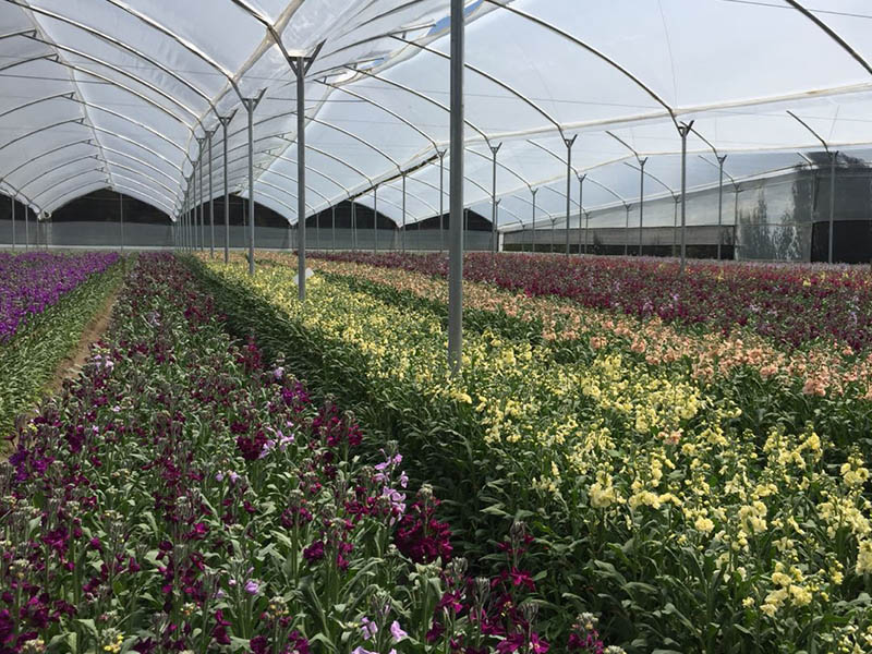 ENDLESS SPRING FARMS