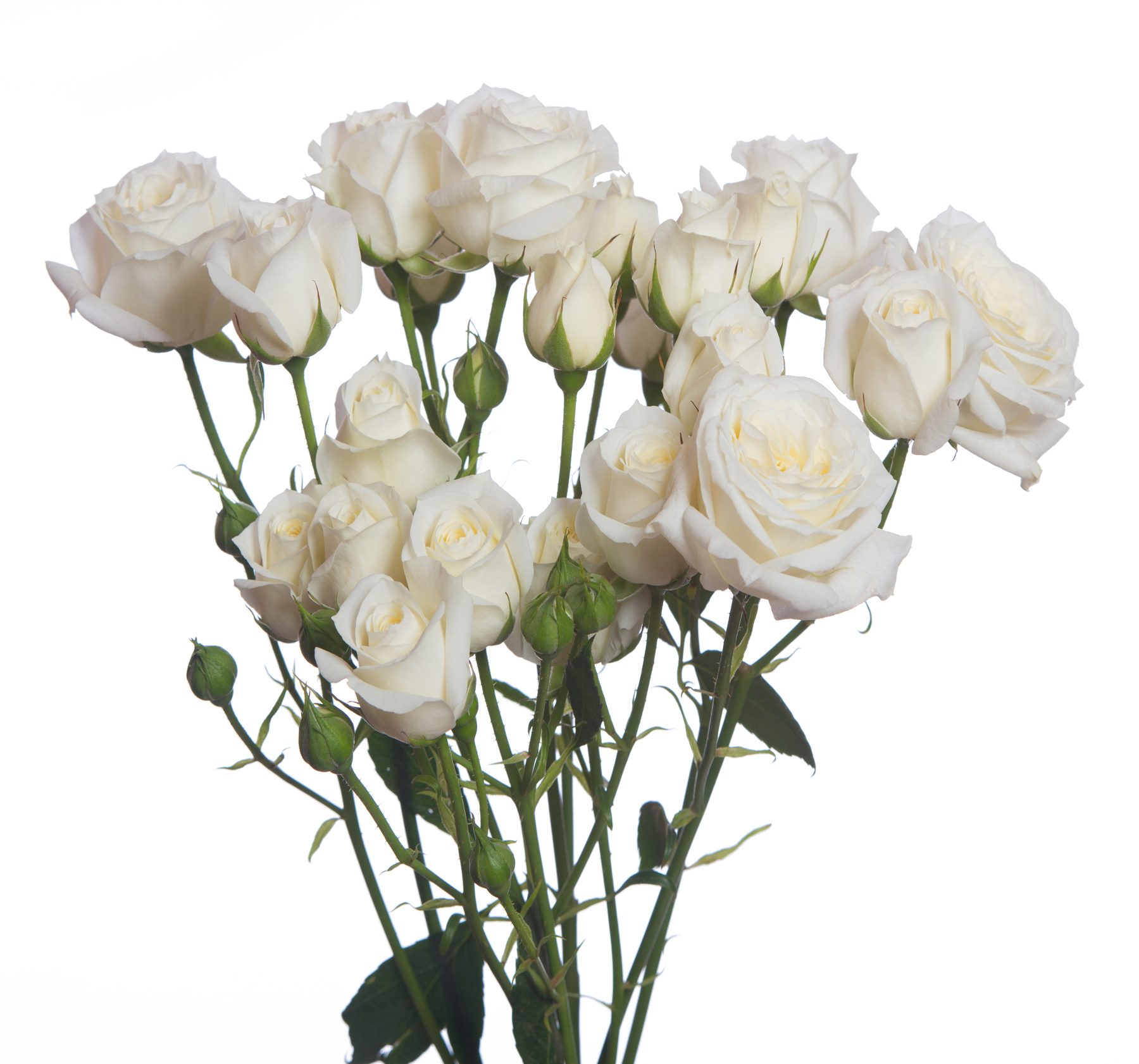 ENDLESS SPRING FARMS