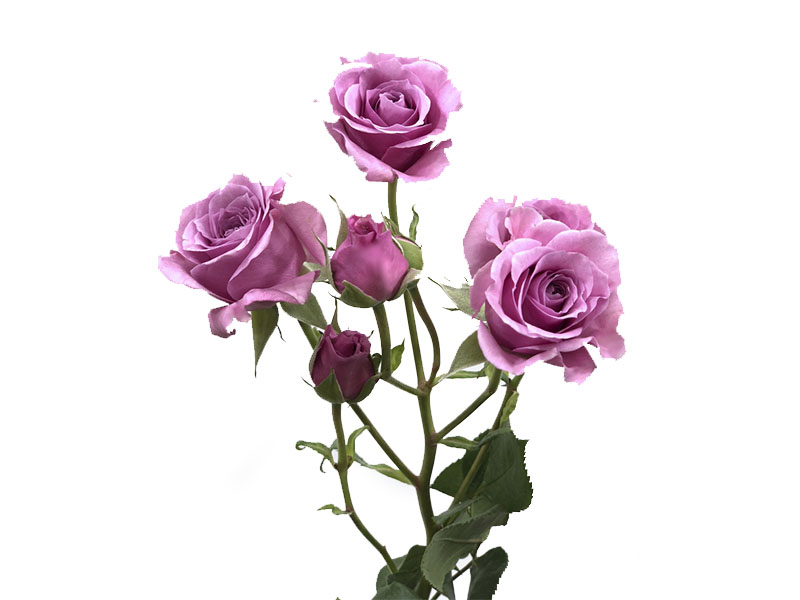 ENDLESS SPRING FARMS