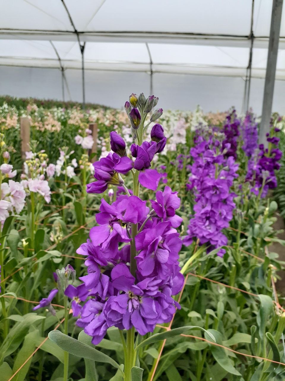 ENDLESS SPRING FARMS